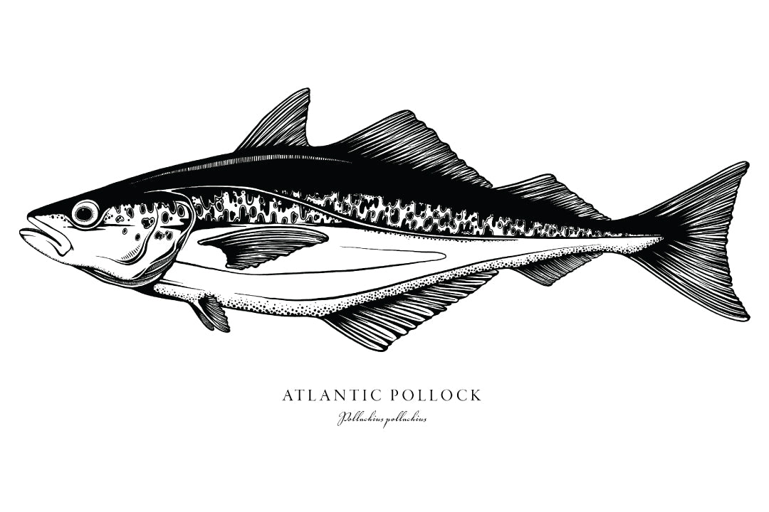Atlantic Pollock II Black and White Fine Art Print – Bold Coast Burns