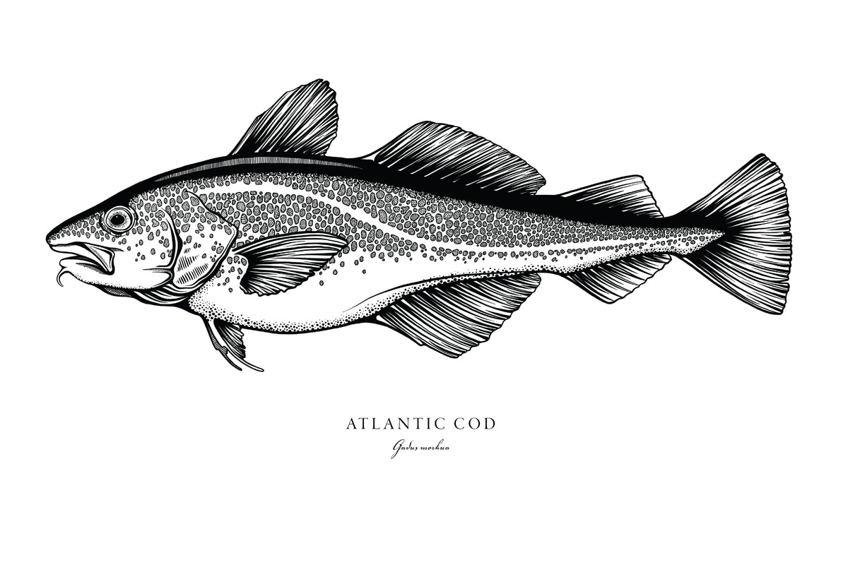 Atlantic Cod II Black and White Fine Art Print – Bold Coast Burns