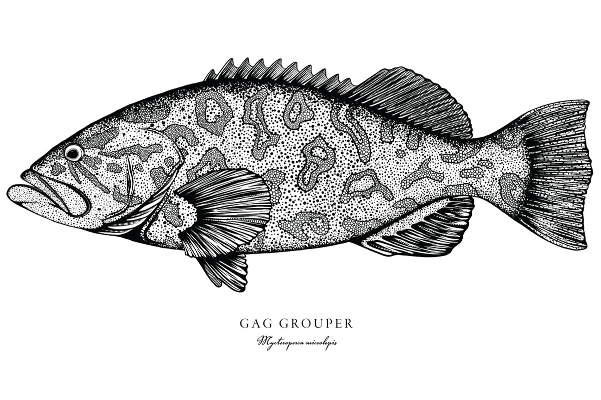 Gag Grouper II Black and White Fine Art Print – Bold Coast Burns