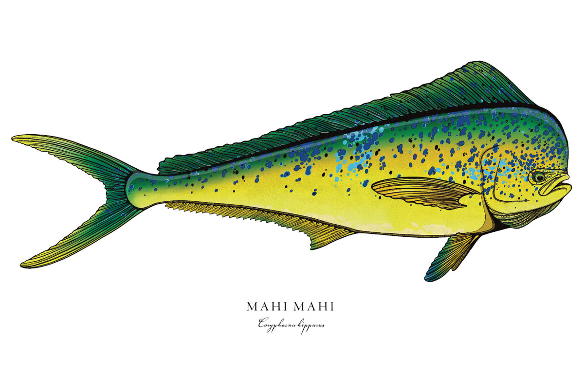 Mahi Mahi – Bold Coast Burns