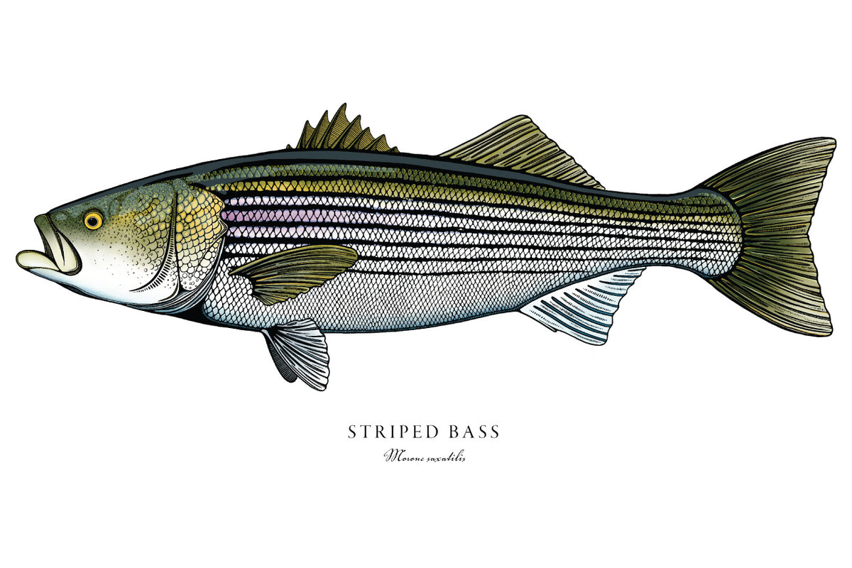 Striped Bass II Color Fine Art Print – Bold Coast Burns