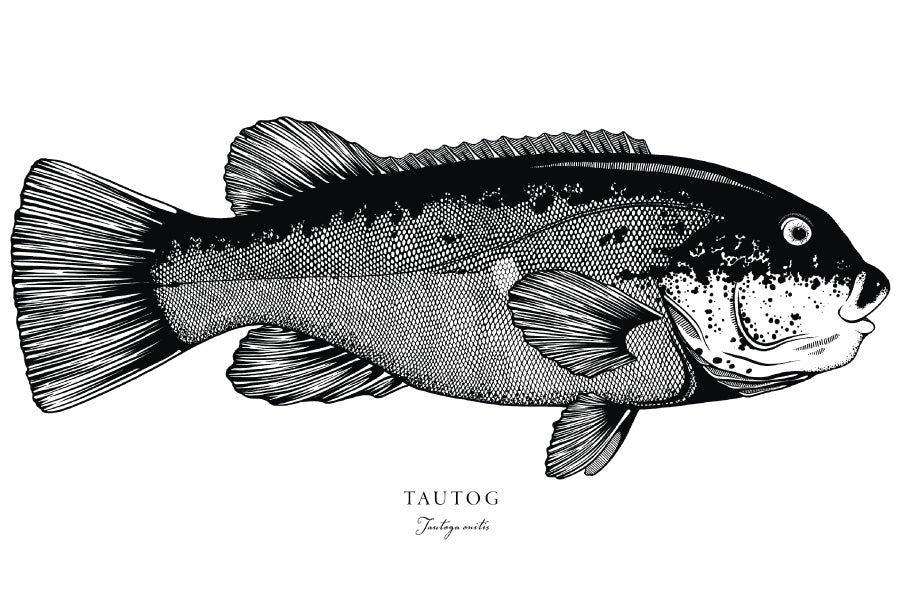 Tautog II Black and White Fine Art Print – Bold Coast Burns