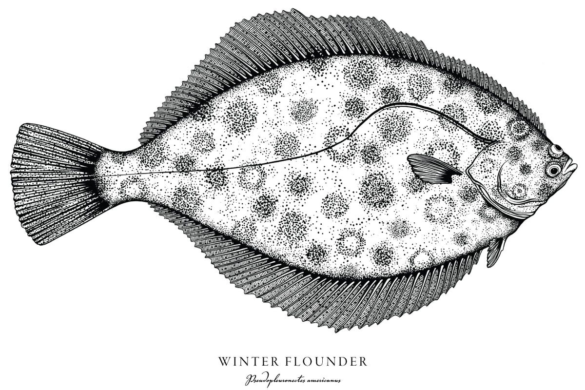 Winter Flounder