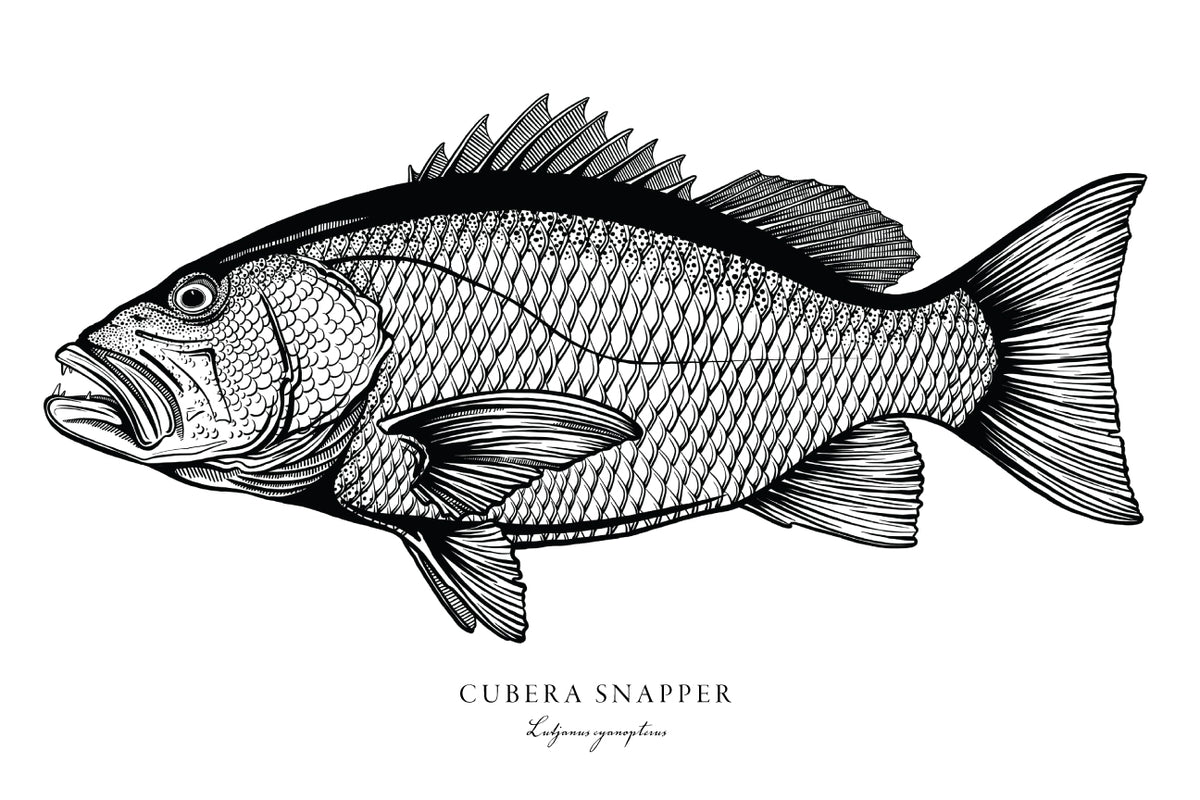 Cubera Snapper II Black and White Fine Art Print – Bold Coast Burns